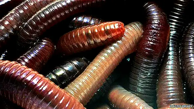Lombrices invaden todos los continentes - BBC News Mundo