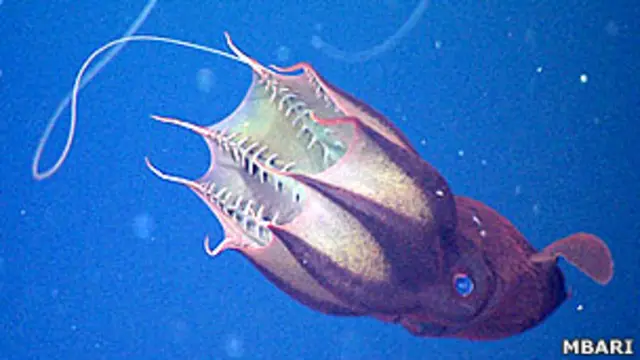 El calamar vampiro que sobrevive comiendo excrementos - BBC News Mundo