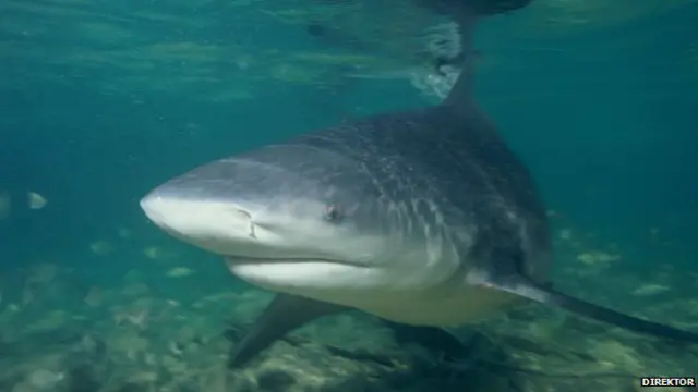 La mordida del tiburón toro es la más poderosa - BBC News Mundo