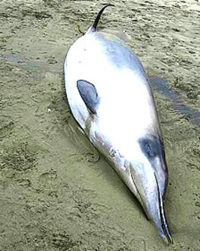 La ballena más misteriosa de los océanos - BBC News Mundo