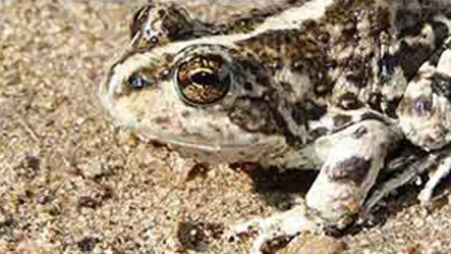 Los sapos que podrían curar enfermedades - BBC News Mundo