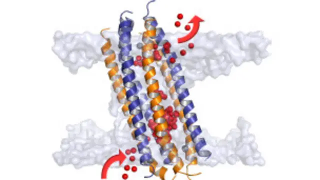 Descubren cuál es el secreto del antibiótico natural - BBC News Mundo