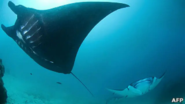 Un día histórico para la protección de tiburones y mantarrayas - BBC ...