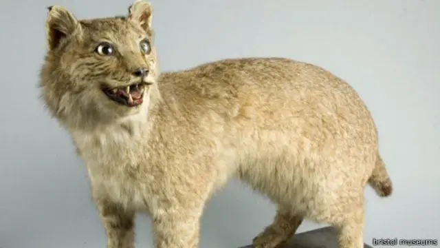 'Kucing raksasa' punah di Inggris di awal abad 20 - BBC News Indonesia