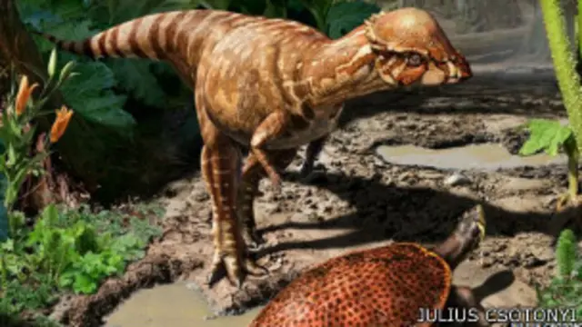 Dinosaurus berkepala tebal ditemukan - BBC News Indonesia