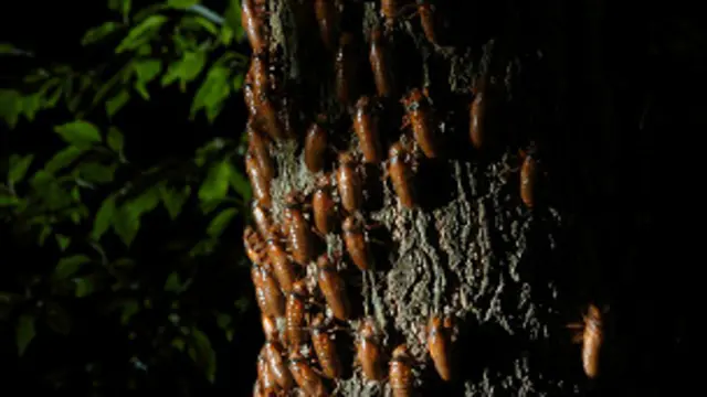 Tras 17 años bajo tierra, las chicharras invaden el este de EE.UU ...