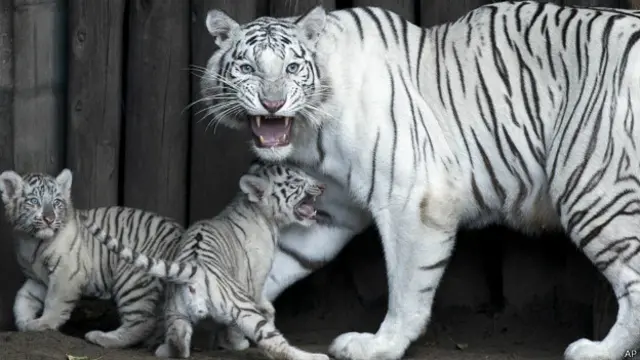 tigres blanco