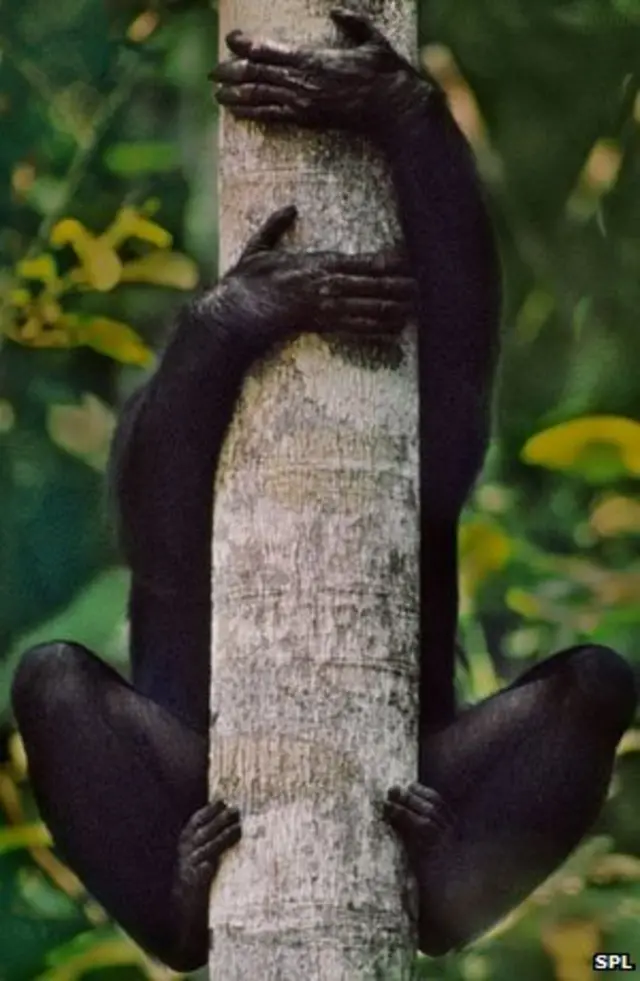 Humanos con pies de simios - BBC News Mundo