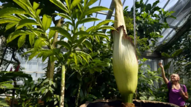 Flor rara gigante com cheiro 'de cadáver’ é exibida na Bélgica - BBC ...