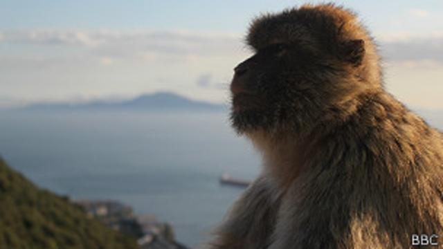Diez cosas que quizás no sabía de Gibraltar - BBC News Mundo