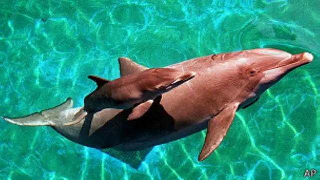 delfines bebes