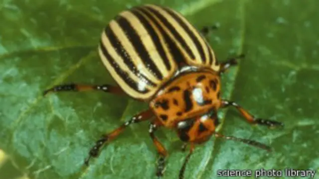 Pemanasan global permudah hama tanaman berpindah - BBC News Indonesia