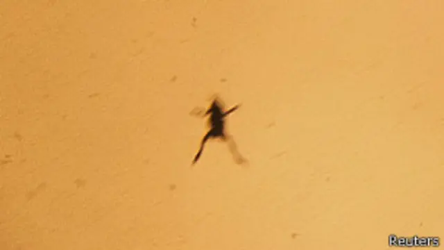 Conozca a la rana voladora de la NASA - BBC News Mundo