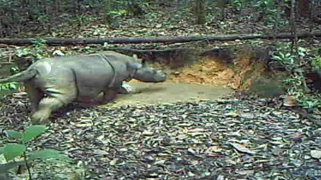 Kematian badak Sumatera di Kalimantan telah diprediksi tiga tahun lalu ...