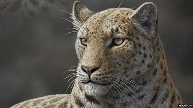 Fosil kucing besar tertua ditemukan - BBC News Indonesia