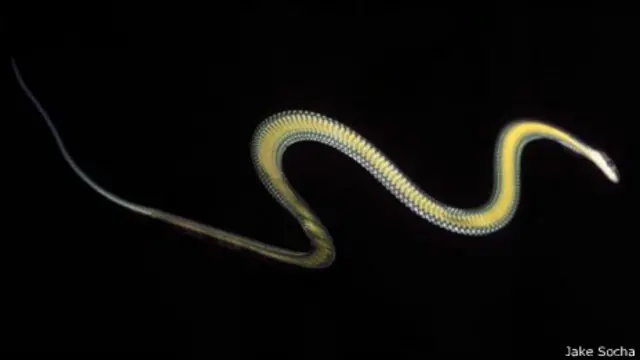 Revelan el secreto de las serpientes voladoras - BBC News Mundo