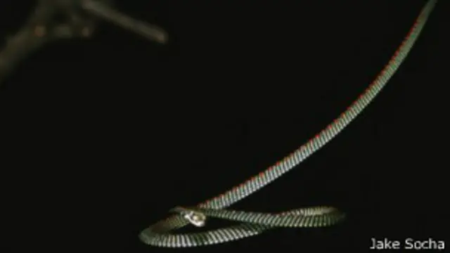 Revelan el secreto de las serpientes voladoras - BBC News Mundo
