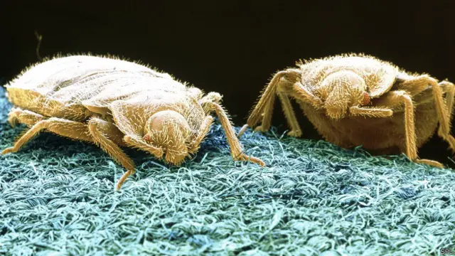 La madre de todas las chinches - BBC News Mundo