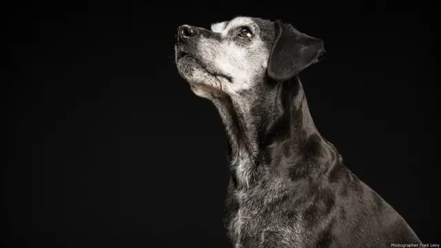 En fotos: la belleza de los perros negros - BBC News Mundo