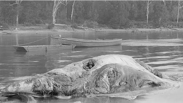 Sembuhkan encok dengan bangkai ikan paus - BBC News Indonesia