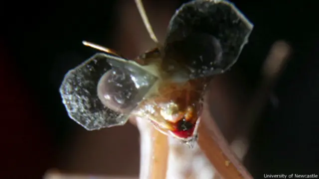 ¿Por qué tiene esta mantis religiosa unas gafas de 3D? - BBC News Mundo
