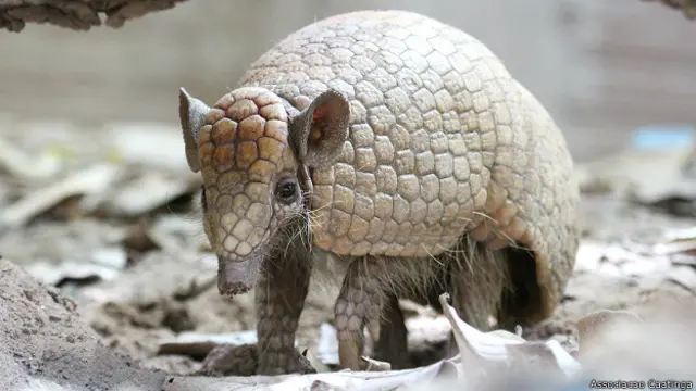 Fuleco y el "gol ambiental" del Mundial de Brasil - BBC News Mundo