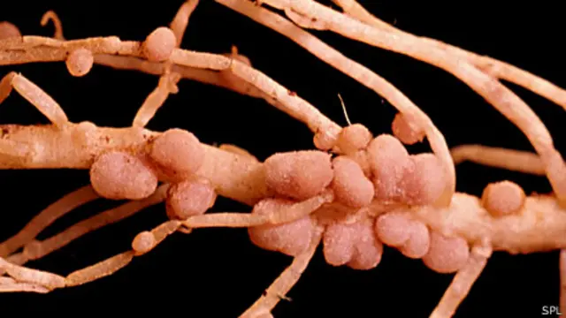 elementos libres de nitrogeno