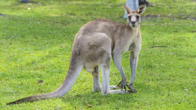 El único animal que camina con "cinco patas" - BBC News Mundo