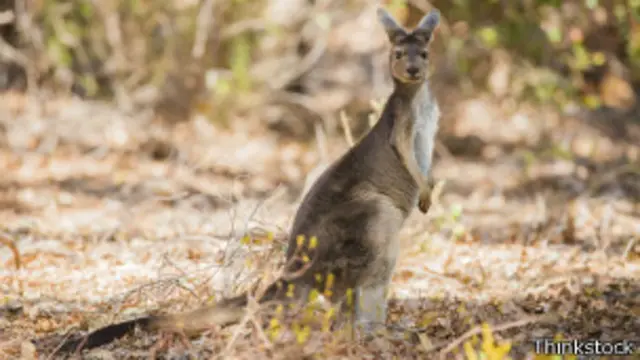 El único animal que camina con "cinco patas" - BBC News Mundo