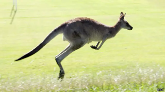 El único animal que camina con "cinco patas" - BBC News Mundo