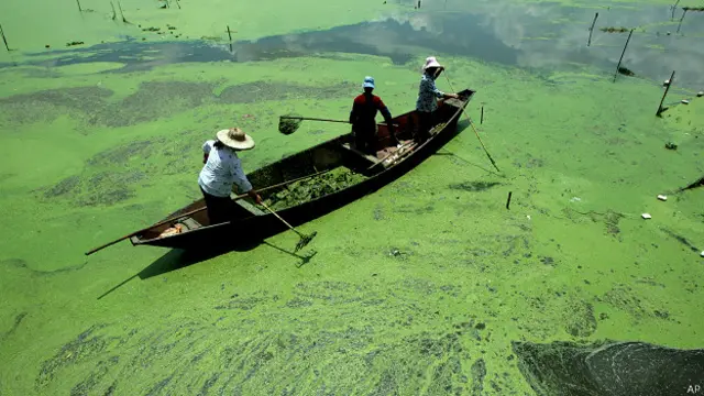 El moco verde que está invadiendo los ríos del mundo - BBC News Mundo