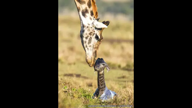 Así son el nacimiento y los primeros pasos de una jirafa - BBC News Mundo