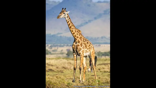 Así son el nacimiento y los primeros pasos de una jirafa - BBC News Mundo