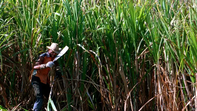 ¿Quiénes son los Fanjul, los magnates azucareros que piden el fin del ...