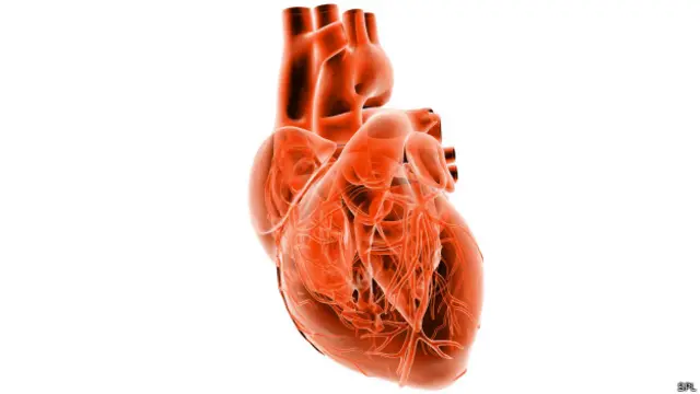 ¿Qué le pasa exactamente a nuestro cuerpo cuando nos morimos? - BBC ...