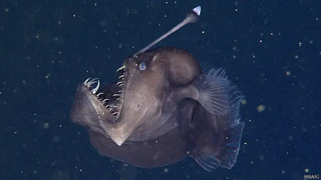 Graban por primera vez al temible pez 'diablo negro del mar' - BBC News ...