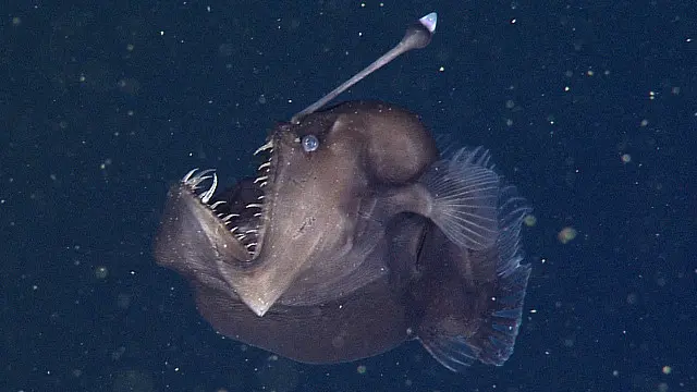 Cientistas captam pela 1ª vez imagens de ‘diabo negro do mar’ - BBC ...