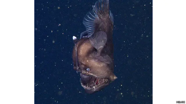 Graban por primera vez al temible pez 'diablo negro del mar' - BBC News ...