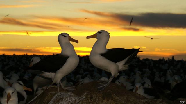 ¿Tienen los animales personalidades, como los humanos? - BBC News Mundo