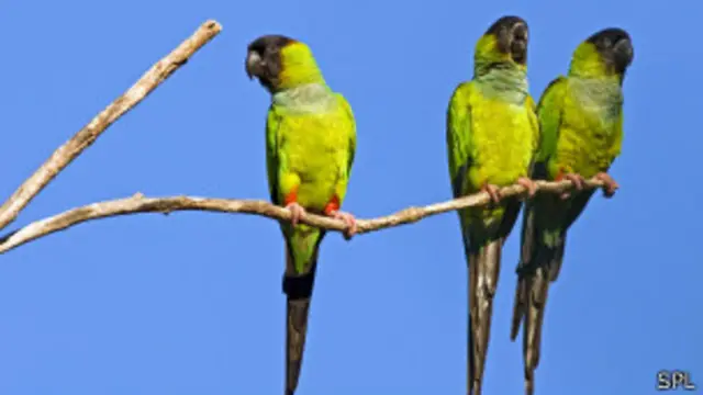 ¿Tienen los animales personalidades, como los humanos? - BBC News Mundo