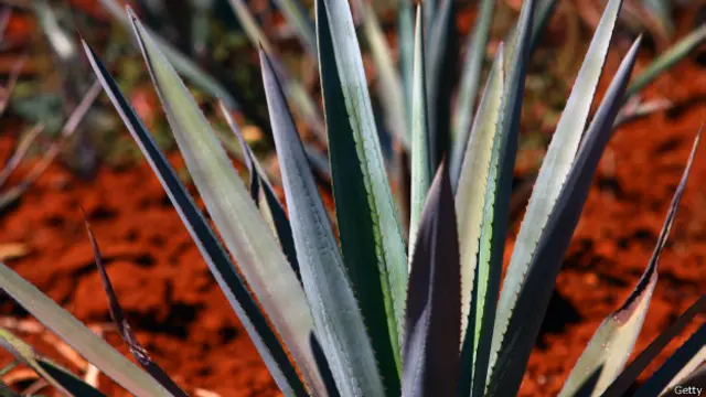 El pulque, la bebida mexicana que "tumba gringos" - BBC News Mundo