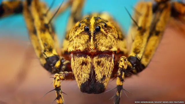Fotógrafo indonésio registra closes coloridos de aranhas - BBC News Brasil