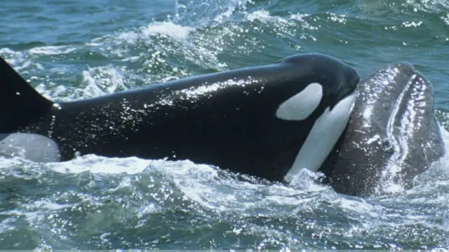 Orcas x baleias: quem vence essa batalha épica? - BBC News Brasil