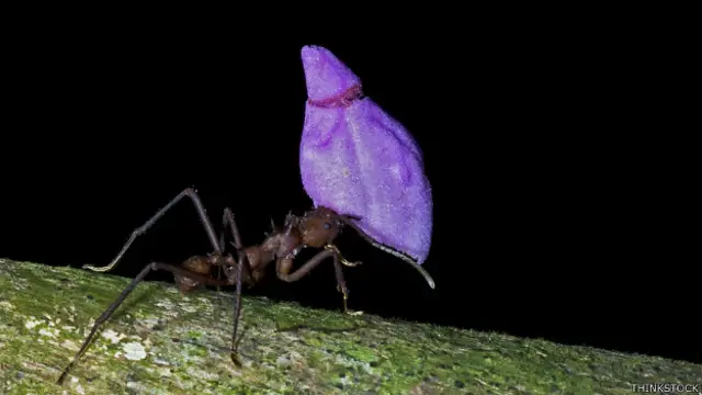 los animales que son