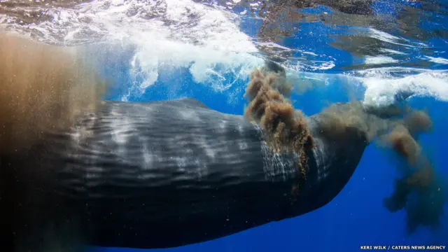 Un "tornado de heces" de cachalote rodea a un grupo de buzos - BBC News ...