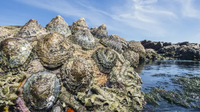 ¿Cuál es el material biológico más fuerte del mundo? - BBC News Mundo