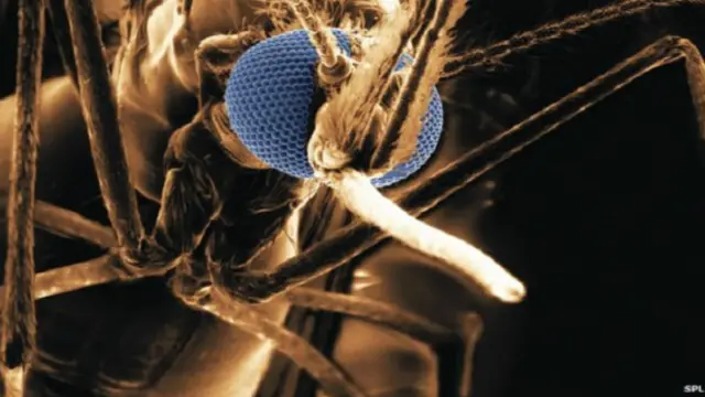 Parasit malaria yang kebal terhadap obat ditemukan di Myanmar - BBC ...