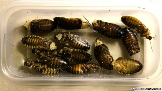 El estudiante que comió insectos durante un mes - BBC News Mundo