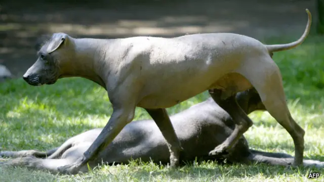 ¿Encontró Colombia su primera raza de perros? - BBC News Mundo