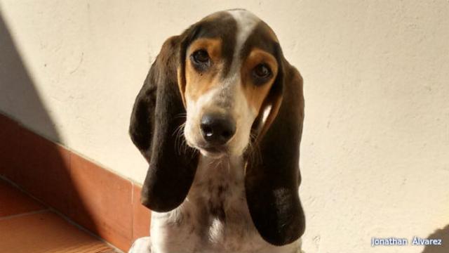 ¿Encontró Colombia su primera raza de perros? - BBC News Mundo